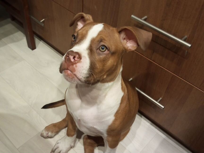 Ласковая булочка в ответственные руки