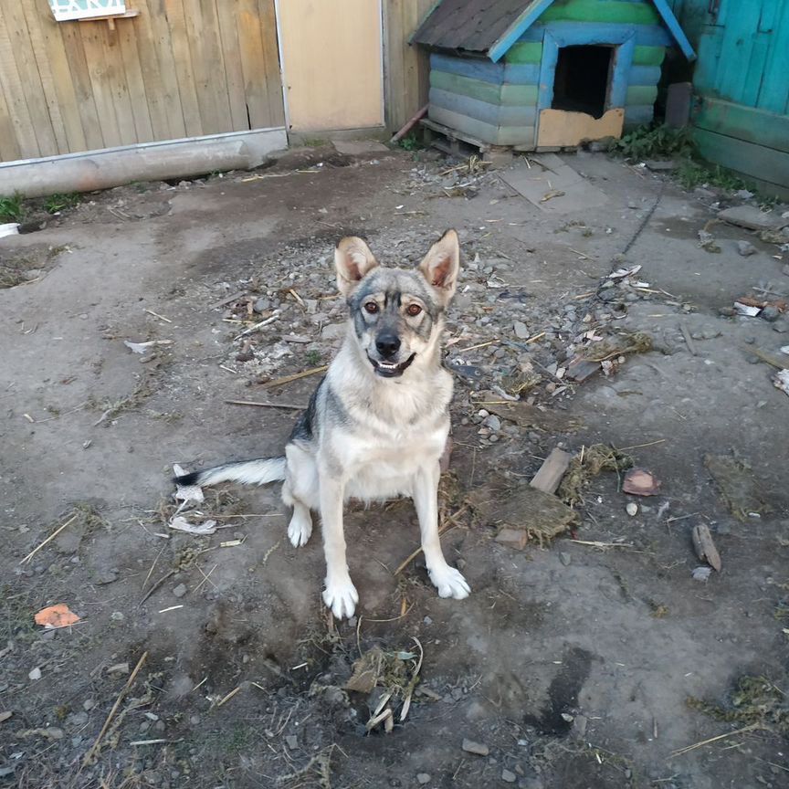 Отдам собаку лайку в добрые руки