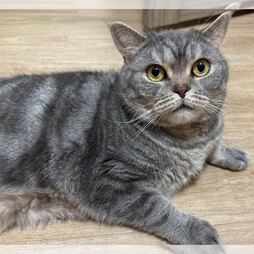 Британский короткошёрстный, взрослый кот