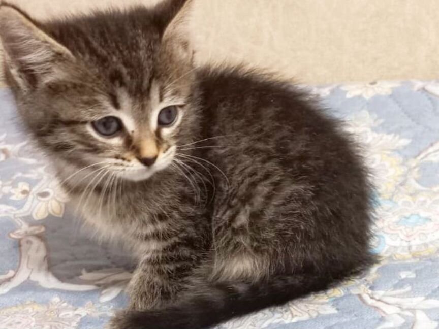 Котята мальчики и девочки, 2 месяца