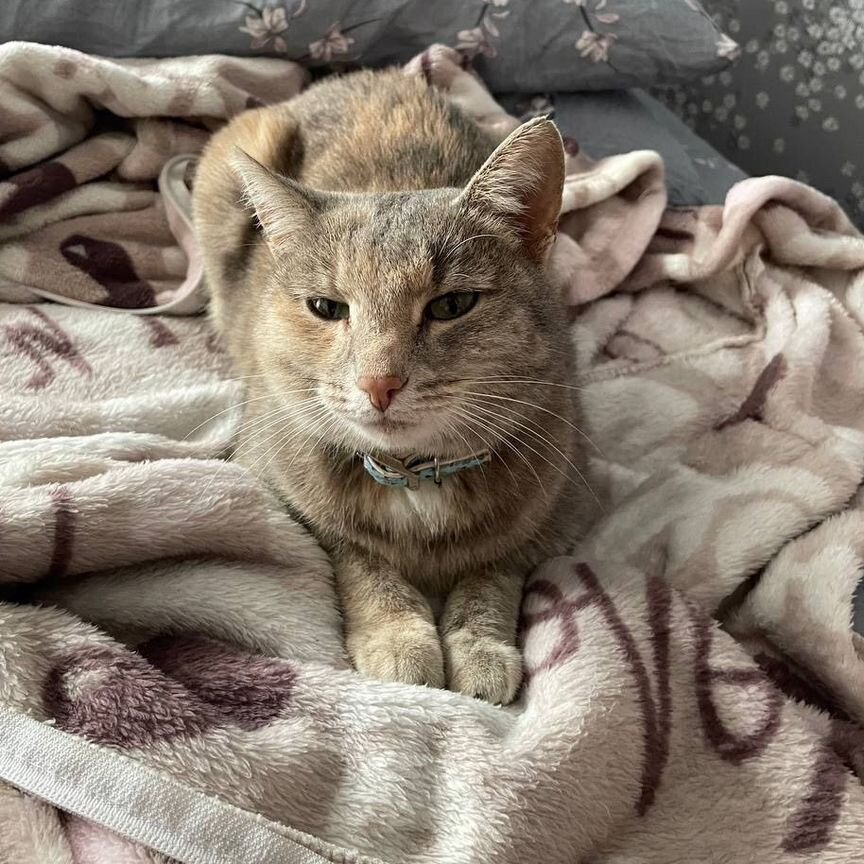 Найдена кошка