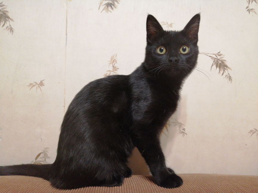 Черный котенок