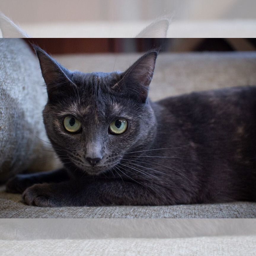 Взрослая кошка из приюта