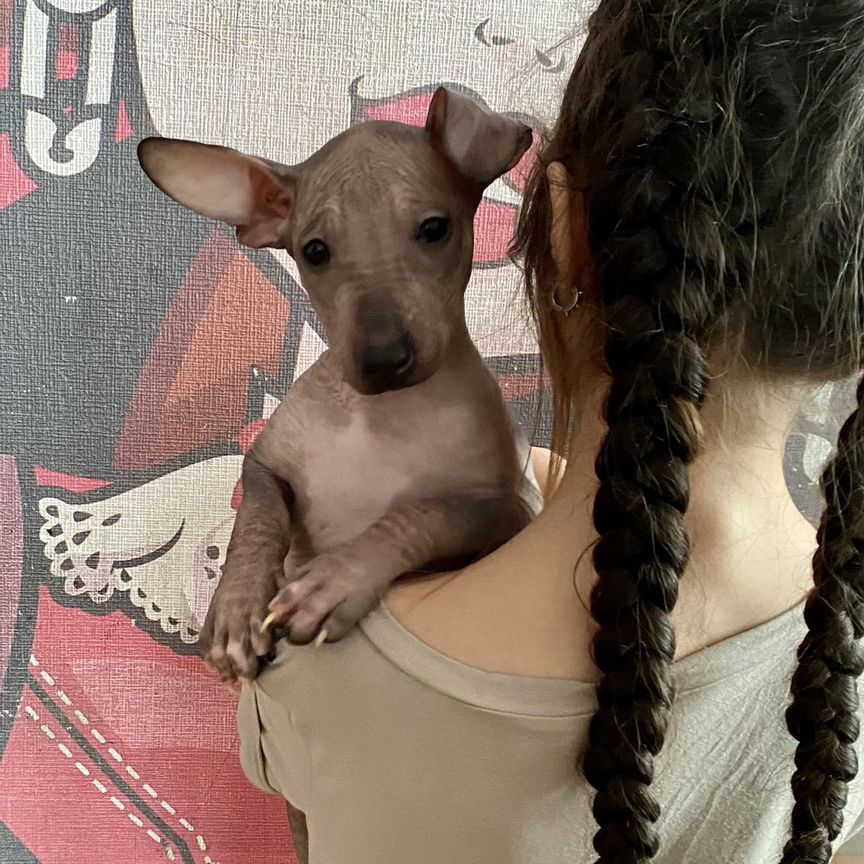 Мексиканская голая собака, щенок