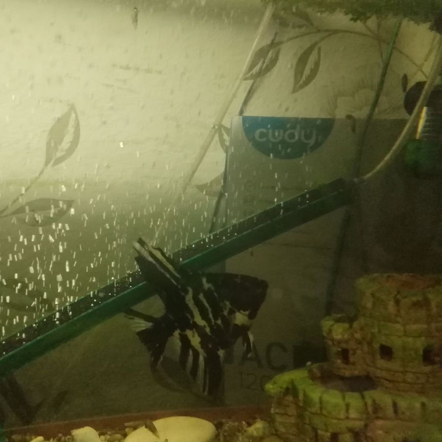 Отдам рыбки