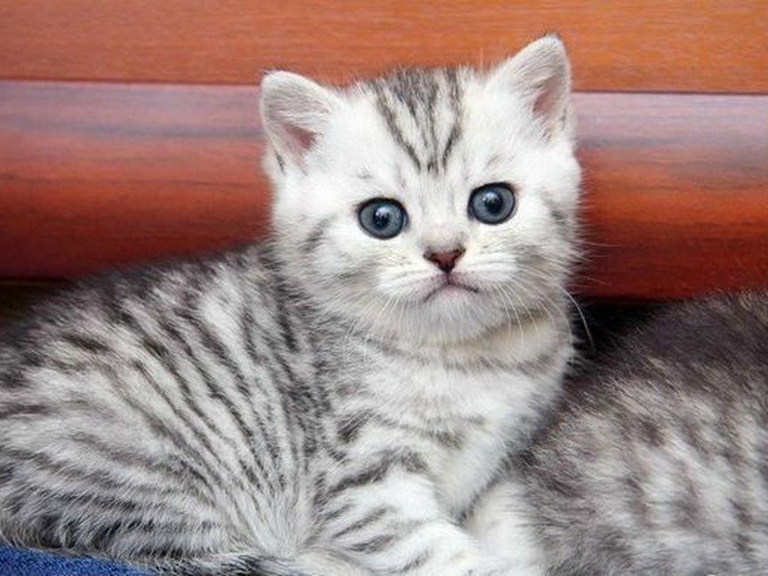 Британские котята