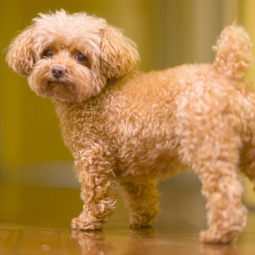 Мальтипу, взрослая собака