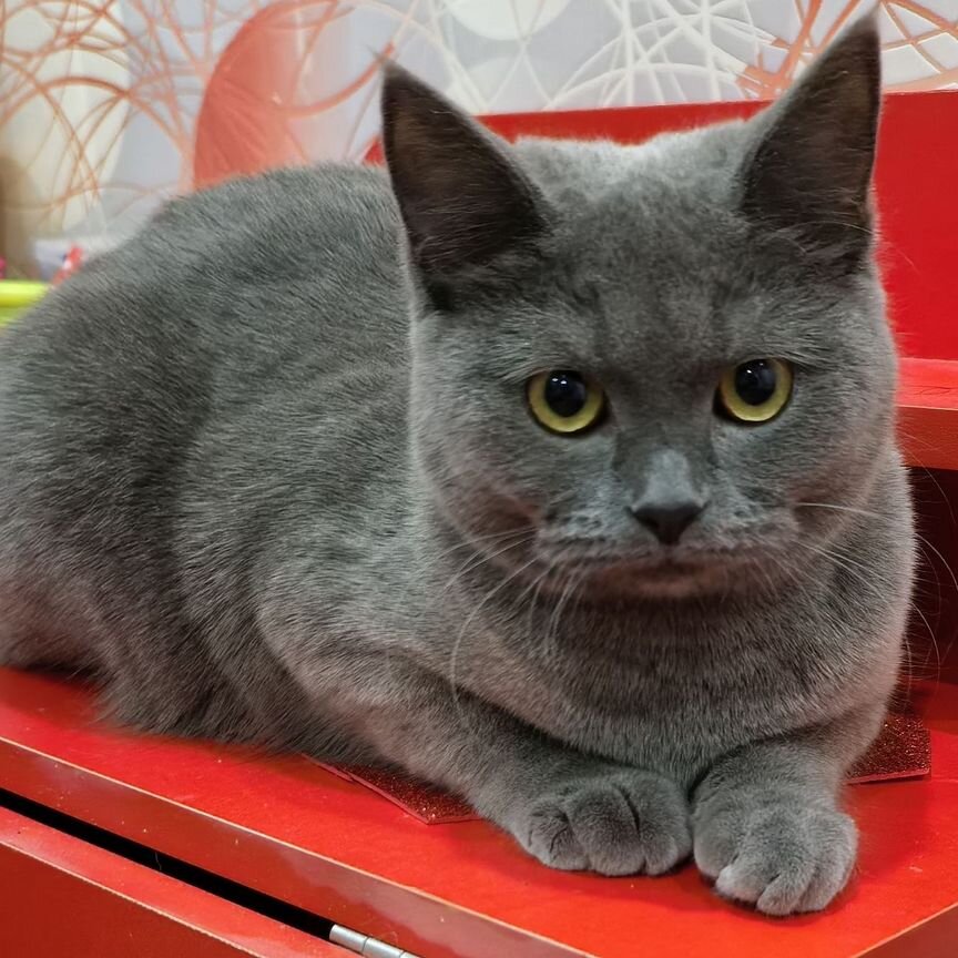 Британская короткошёрстная кошка, вязка