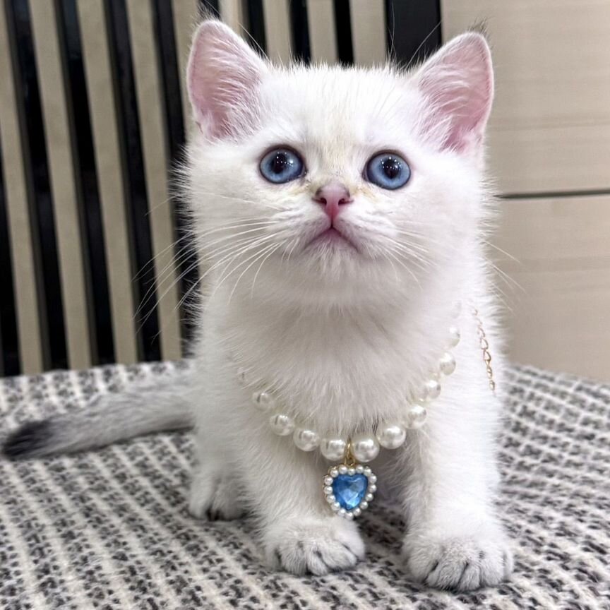 Шотландский прямоухий короткошёрстный котёнок
