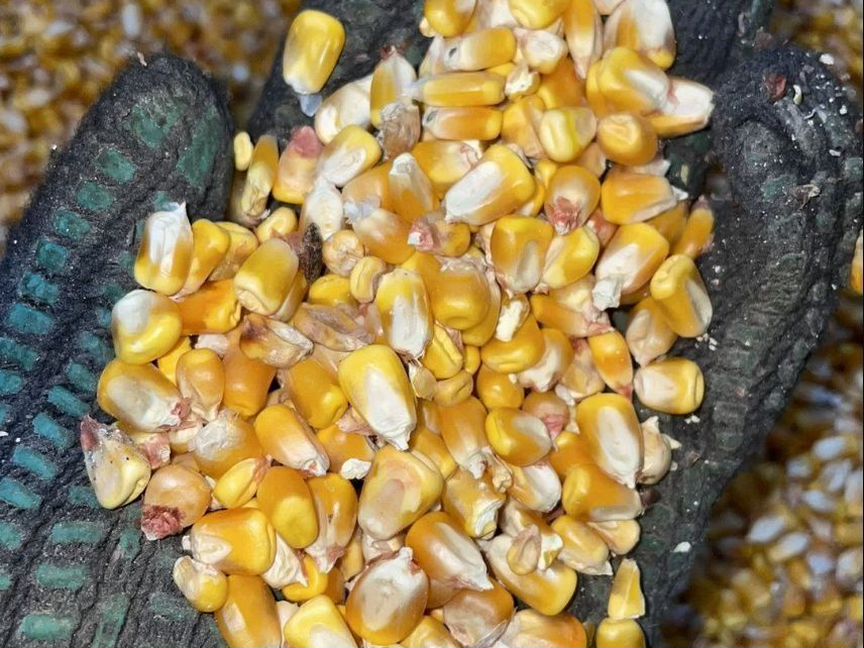 Ячмень яровой