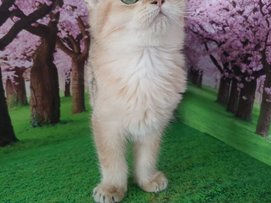 Котята шотландские золотые