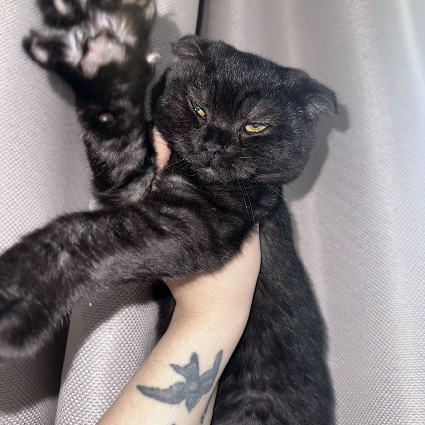 Котенок вислоухий