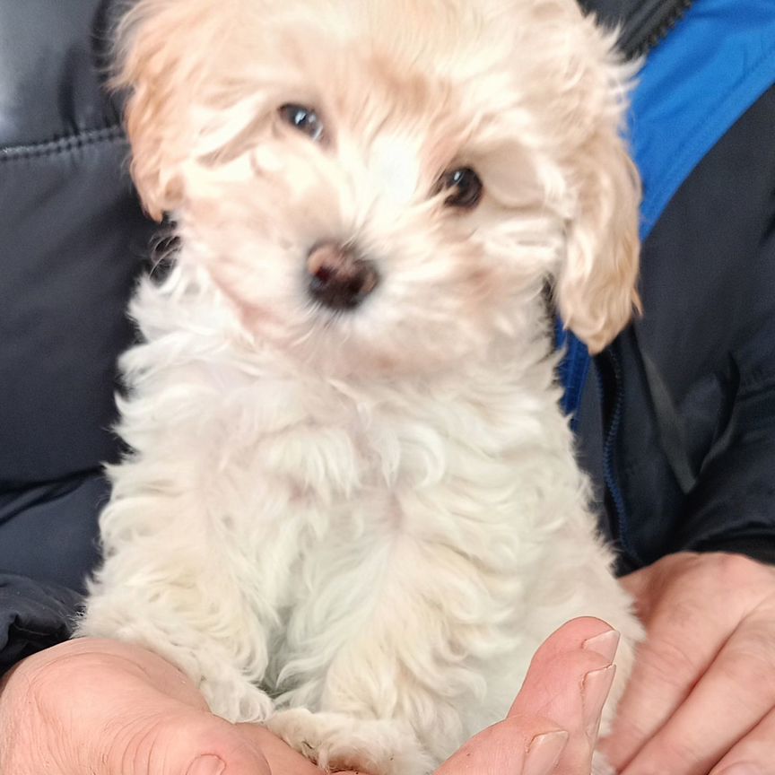 Мальтипу продам