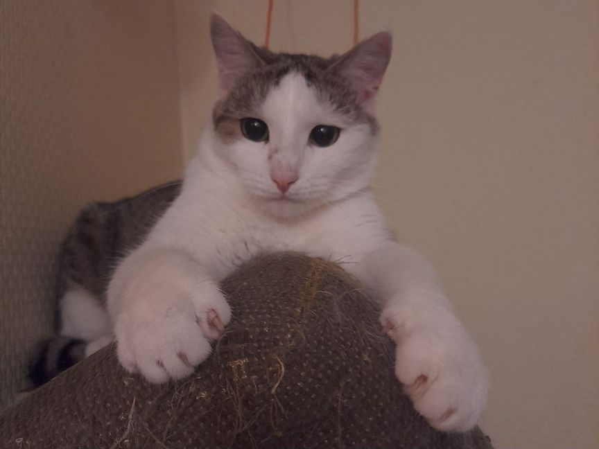 Молодой котик в добрые руки