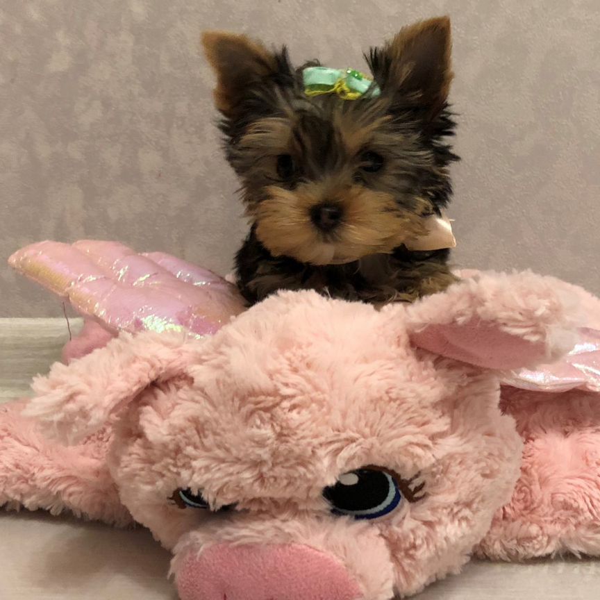 Йоркширский терьер, щенок