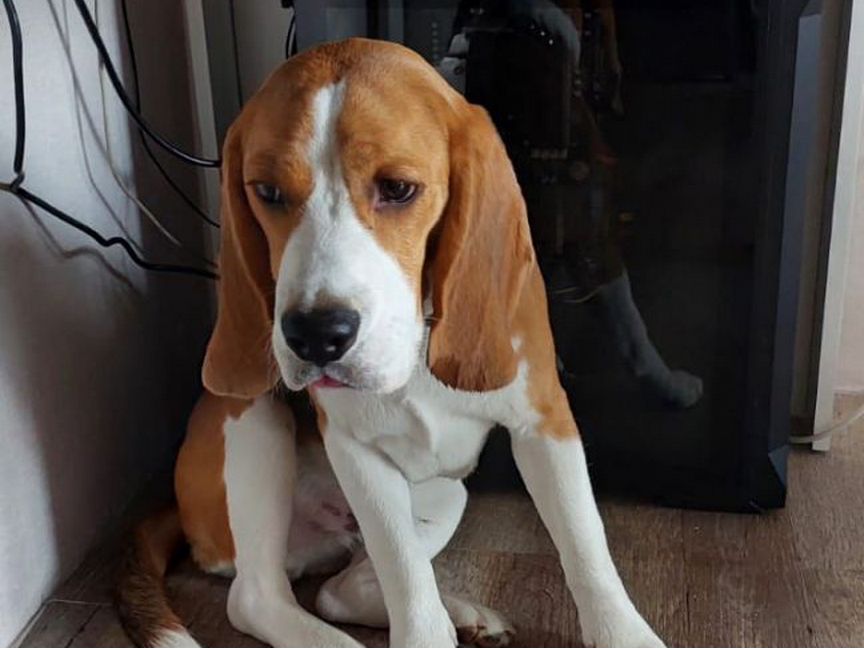 Бигль в добрые руки