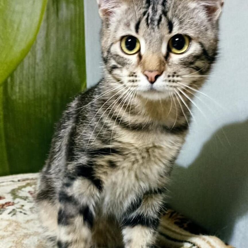 Котенок мальчик в добрые руки