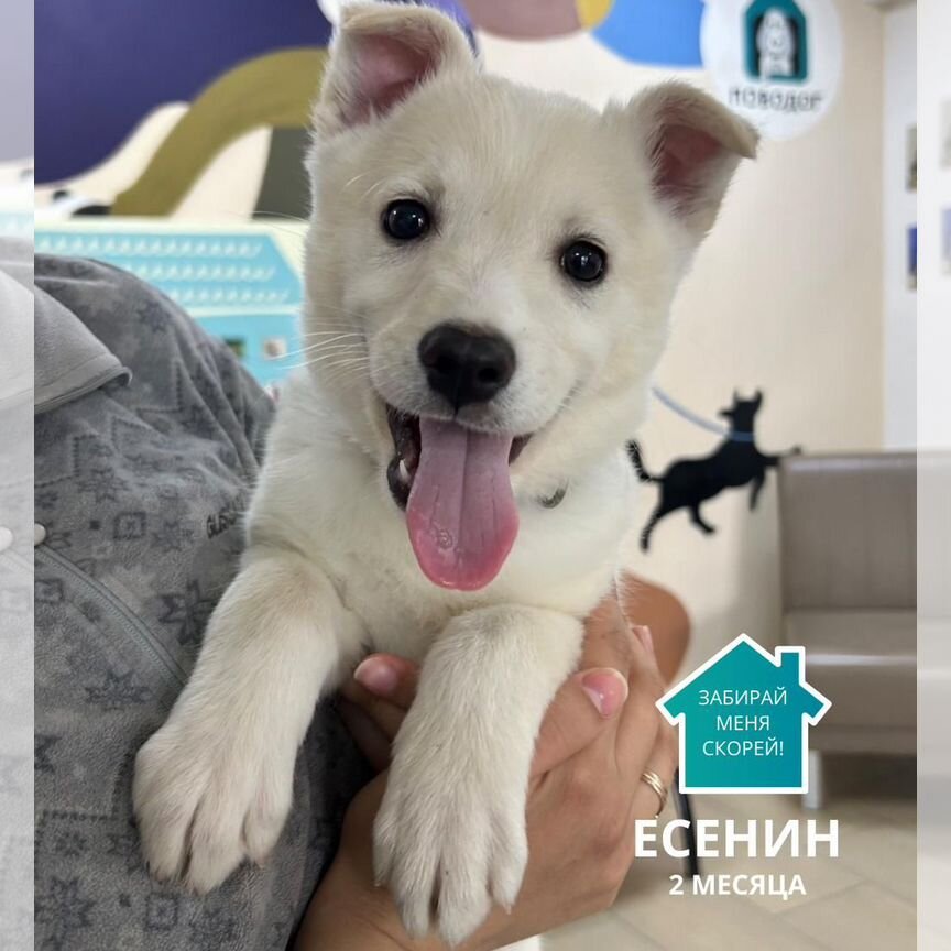 Потрясающий Есенин
