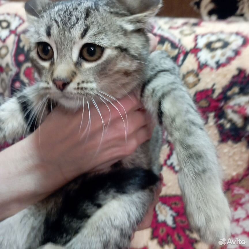 Кошечка Шарлотта