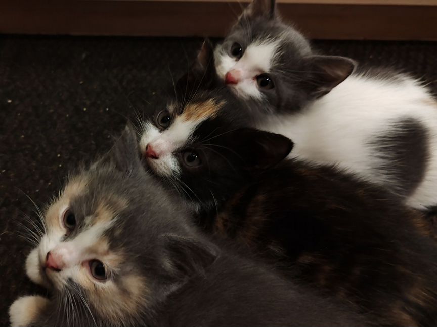 Кошка