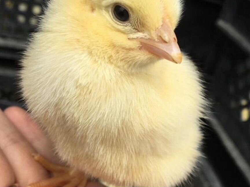 Суточные цыплята