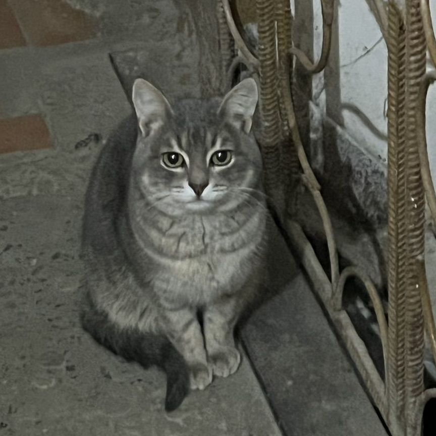 Красивая кошечка ищет дом