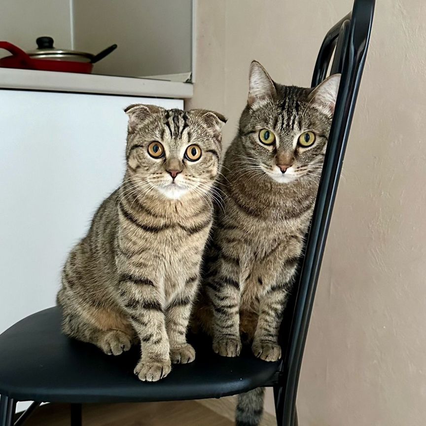 Отдам бесплатно доброму человеку кота и кошку