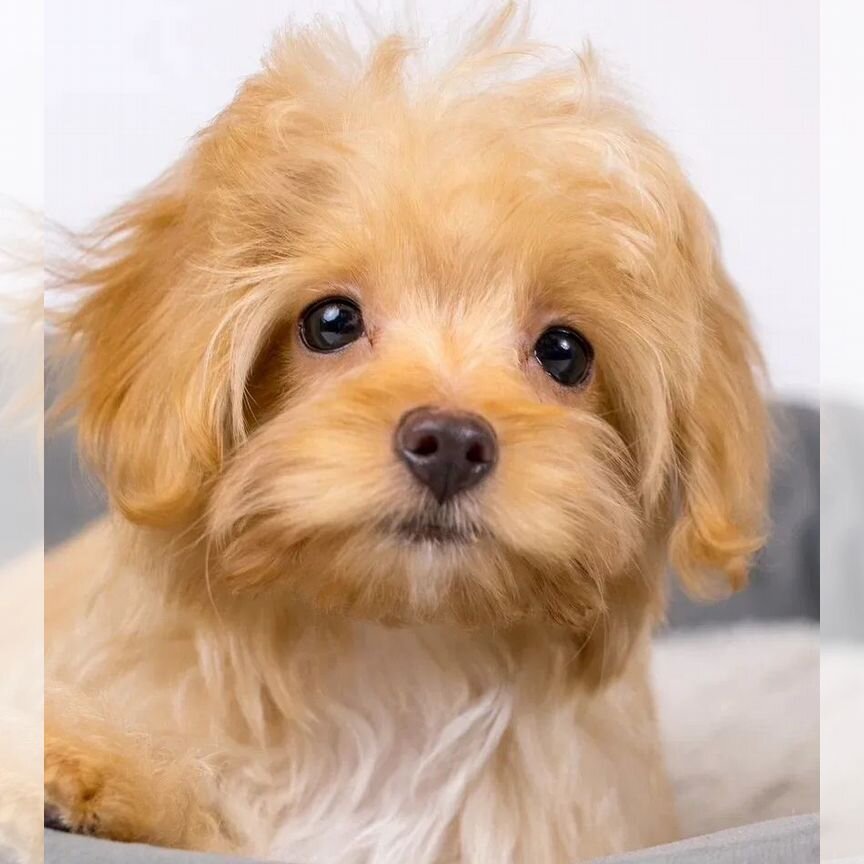 Петербургская орхидея, щенок