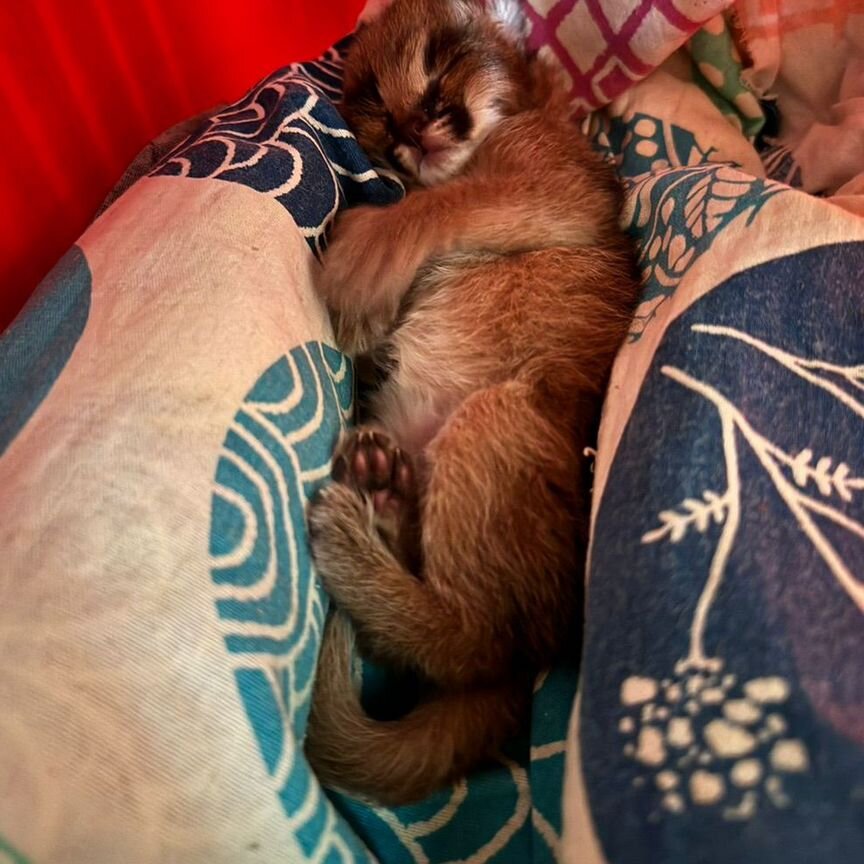 Котята Карла