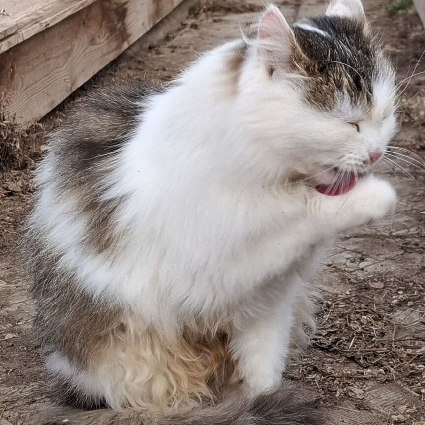 Взрослая кошка в добрые руки