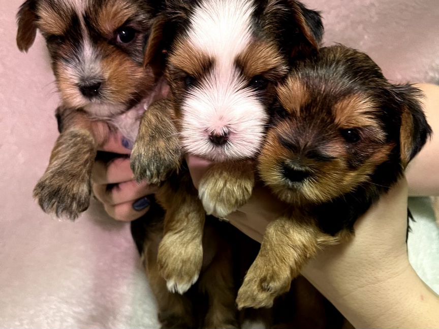 Йоркширский терьер щенки стандарт