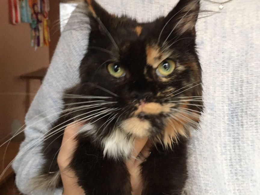 Трехцветная кошечка мейн кун