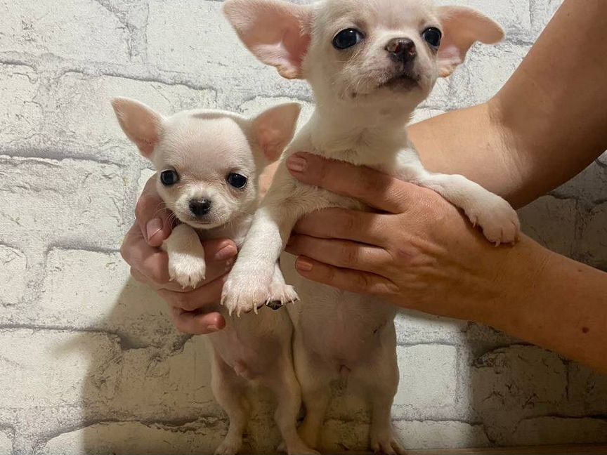 Чихуахуа мини мальчики