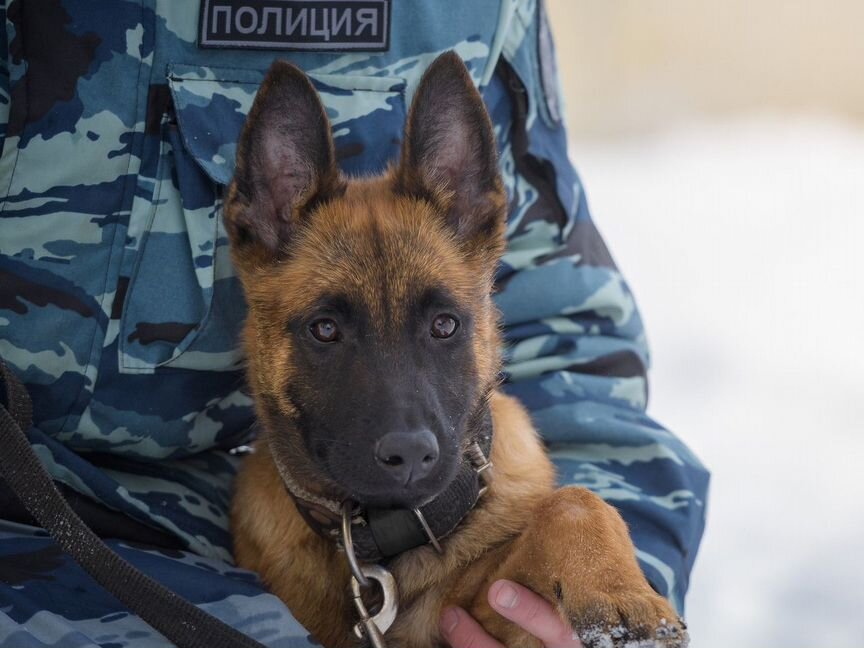 Служебные евро-овчарки -умные щенки