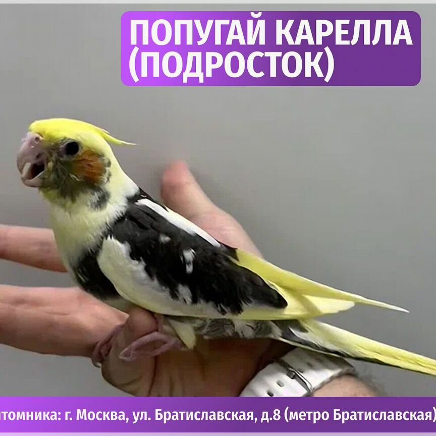 Попугай Карела подросток