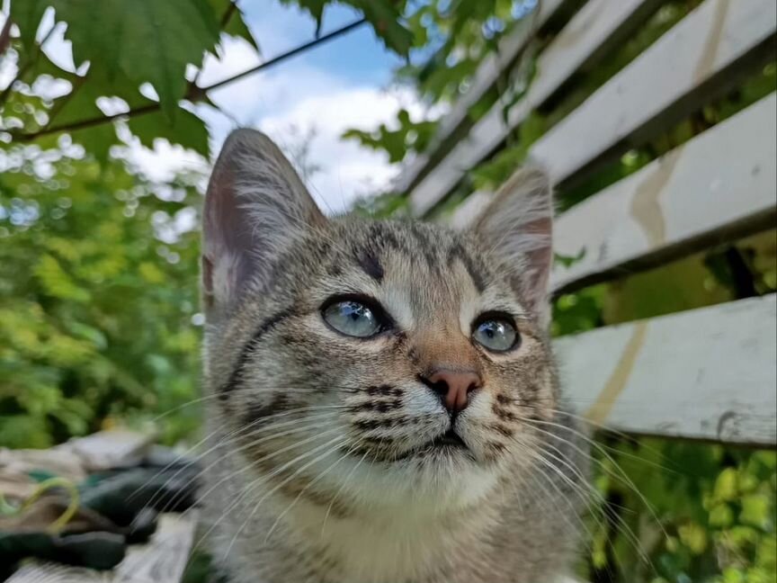 Кошки