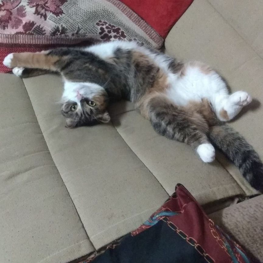 Милка