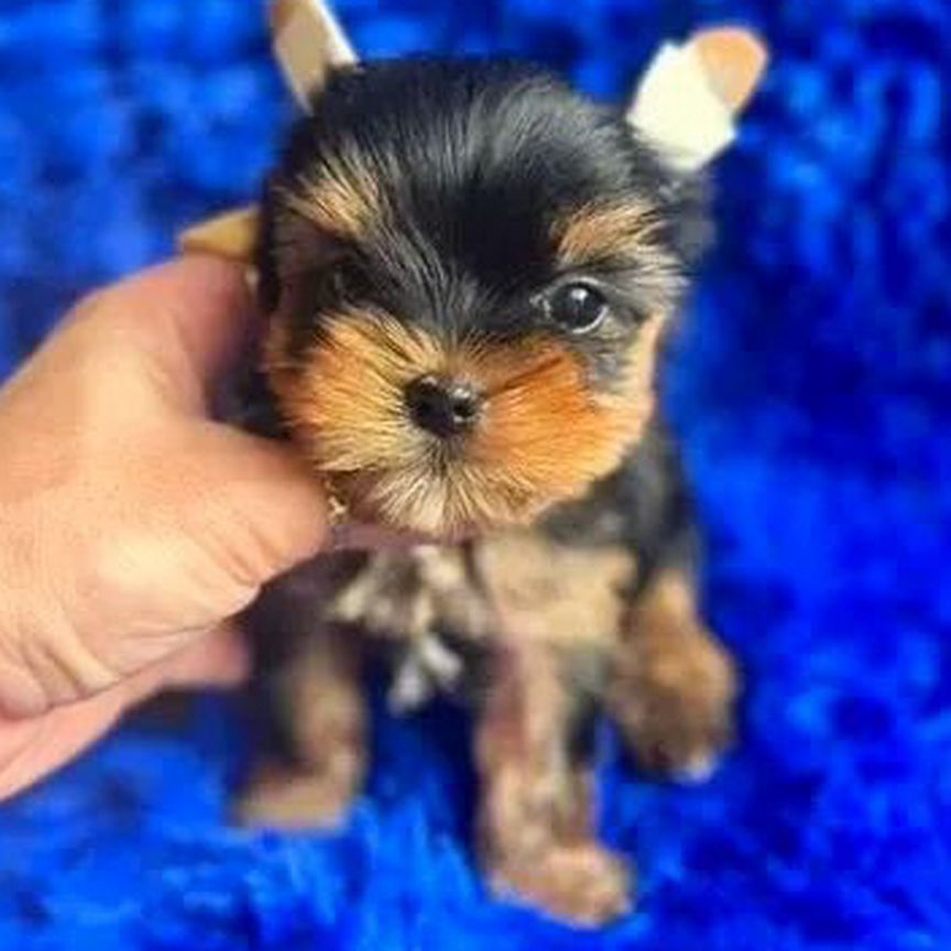 Йоркширский терьер