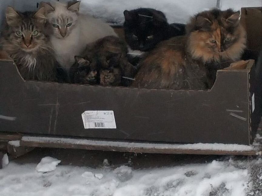 Замерзают котята, оставленные на морозе