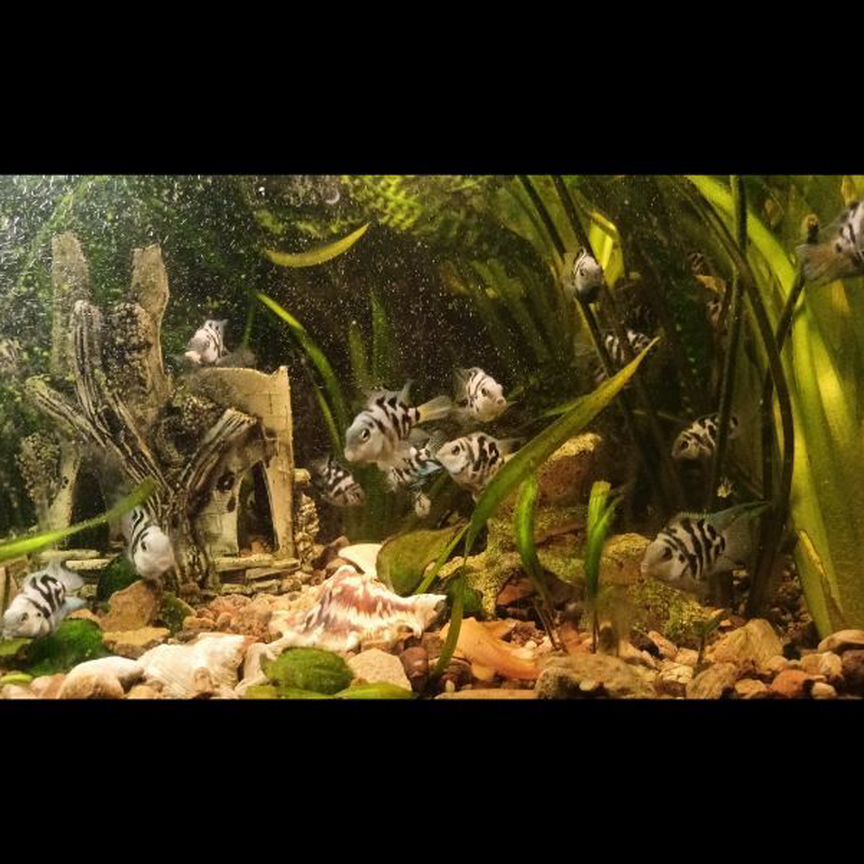 Аквариум 100 литров