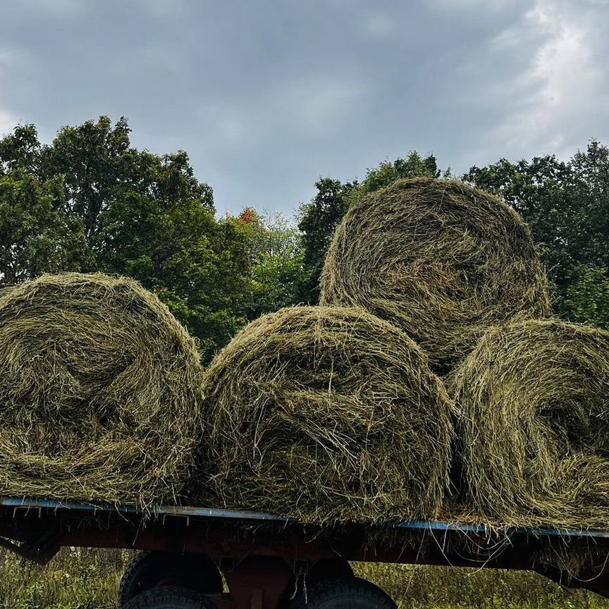 Продам сено в рулонах