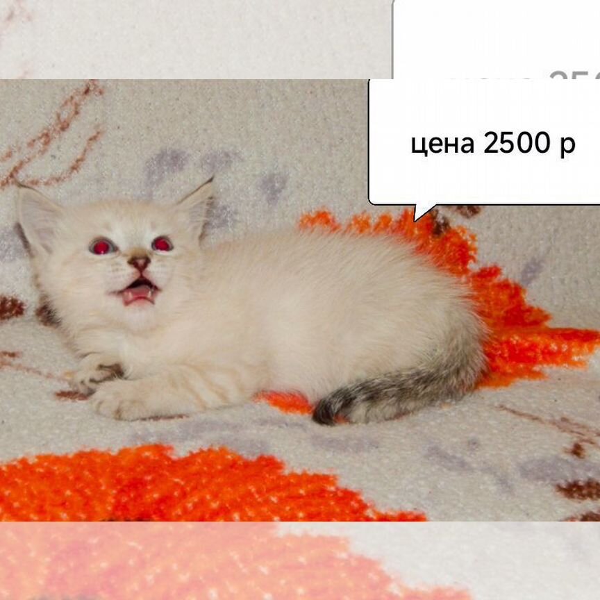 Невская маскарадная девочка
