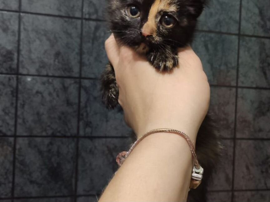 Срочный пристрой котят