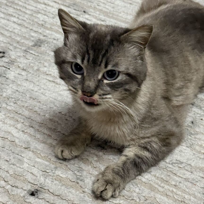 Сиамский, взрослый кот