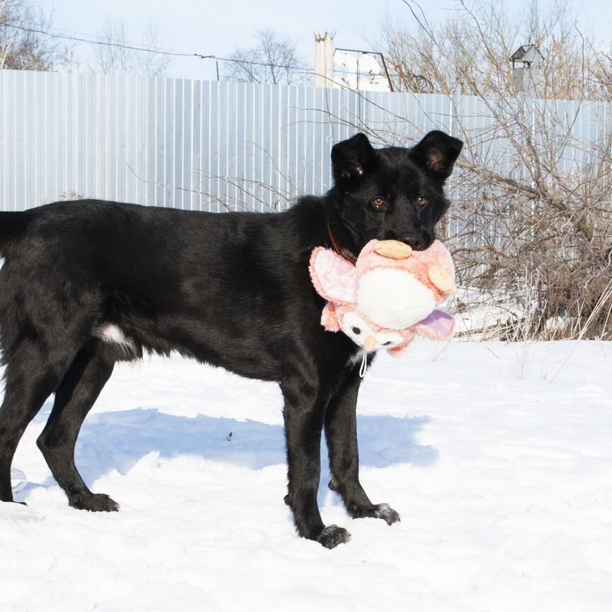 Неугомонный молодой Дэник