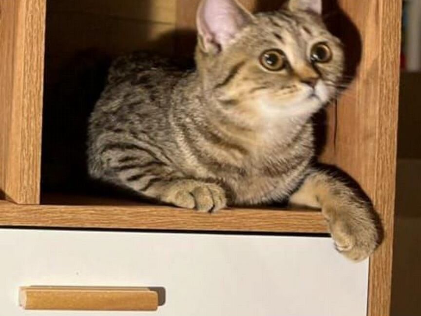 Шотландская кошечка в добрые руки