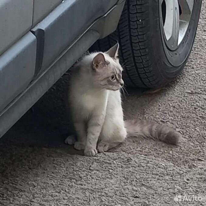 Балинез ищет дом или передержку