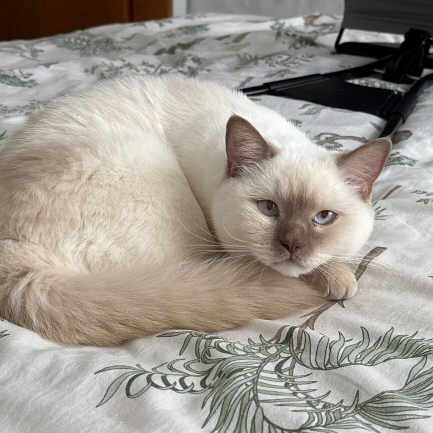 Шотландская кошка