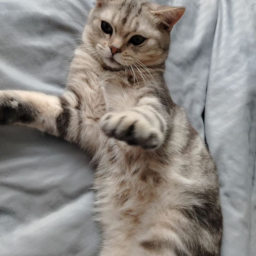 Котëнок Мальчик