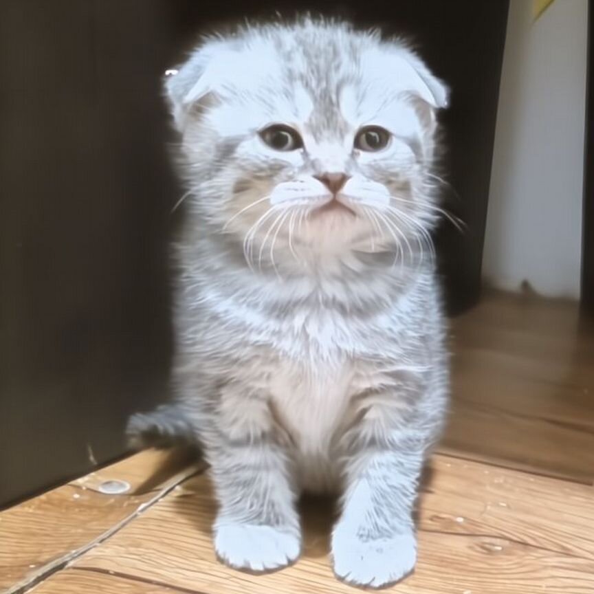 Шотландский вислоухий короткошёрстный котёнок